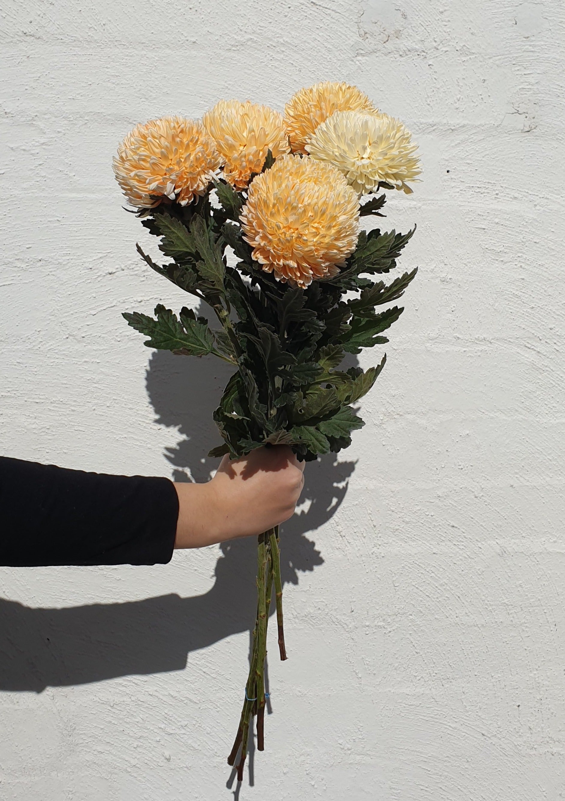 Chrysanthemum Disbud – Grown Florists