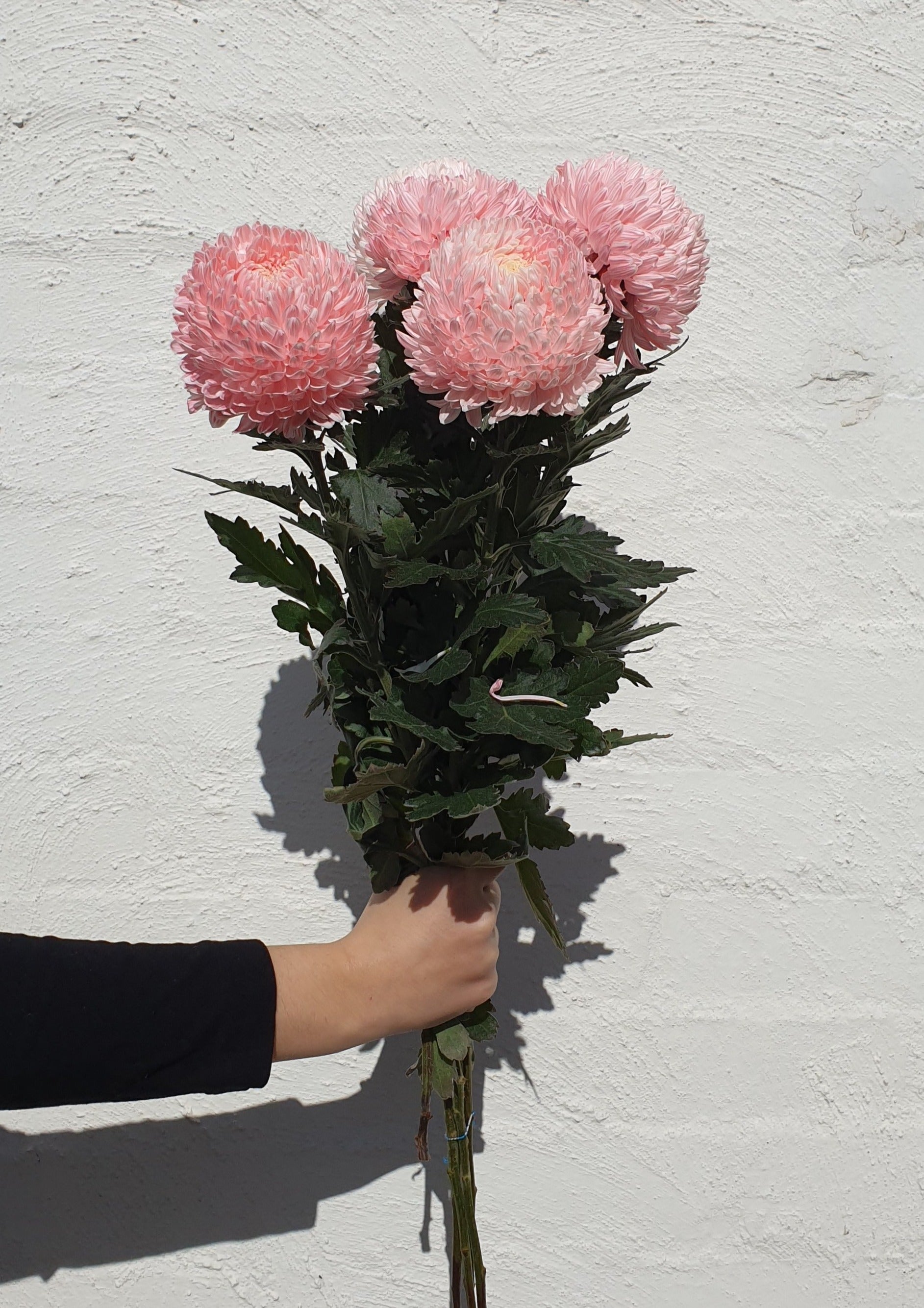 Chrysanthemum Disbud – Grown Florists