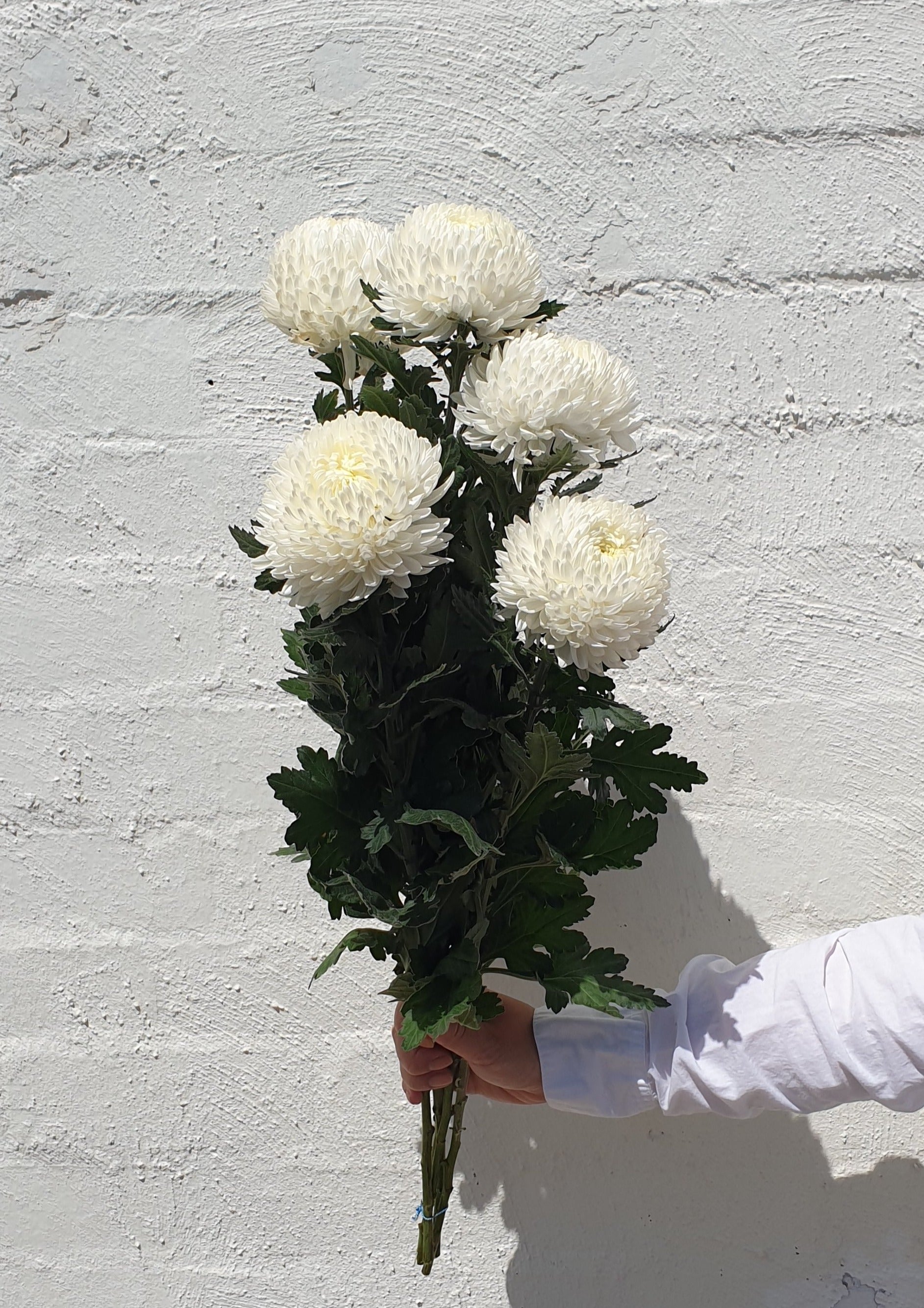 Chrysanthemum Disbud – Grown Florists