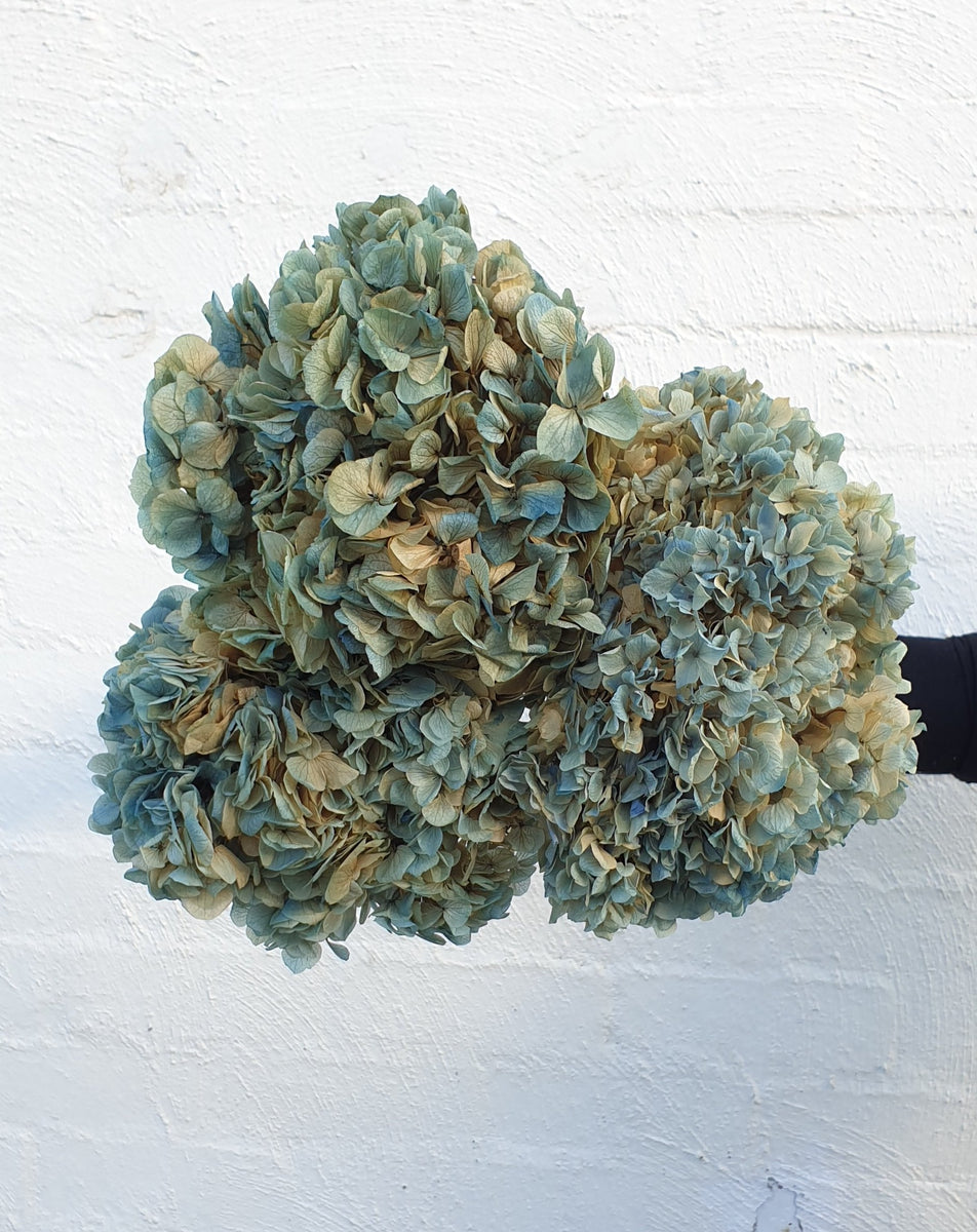 Preserved Teal Hydrangea – Grown Florists