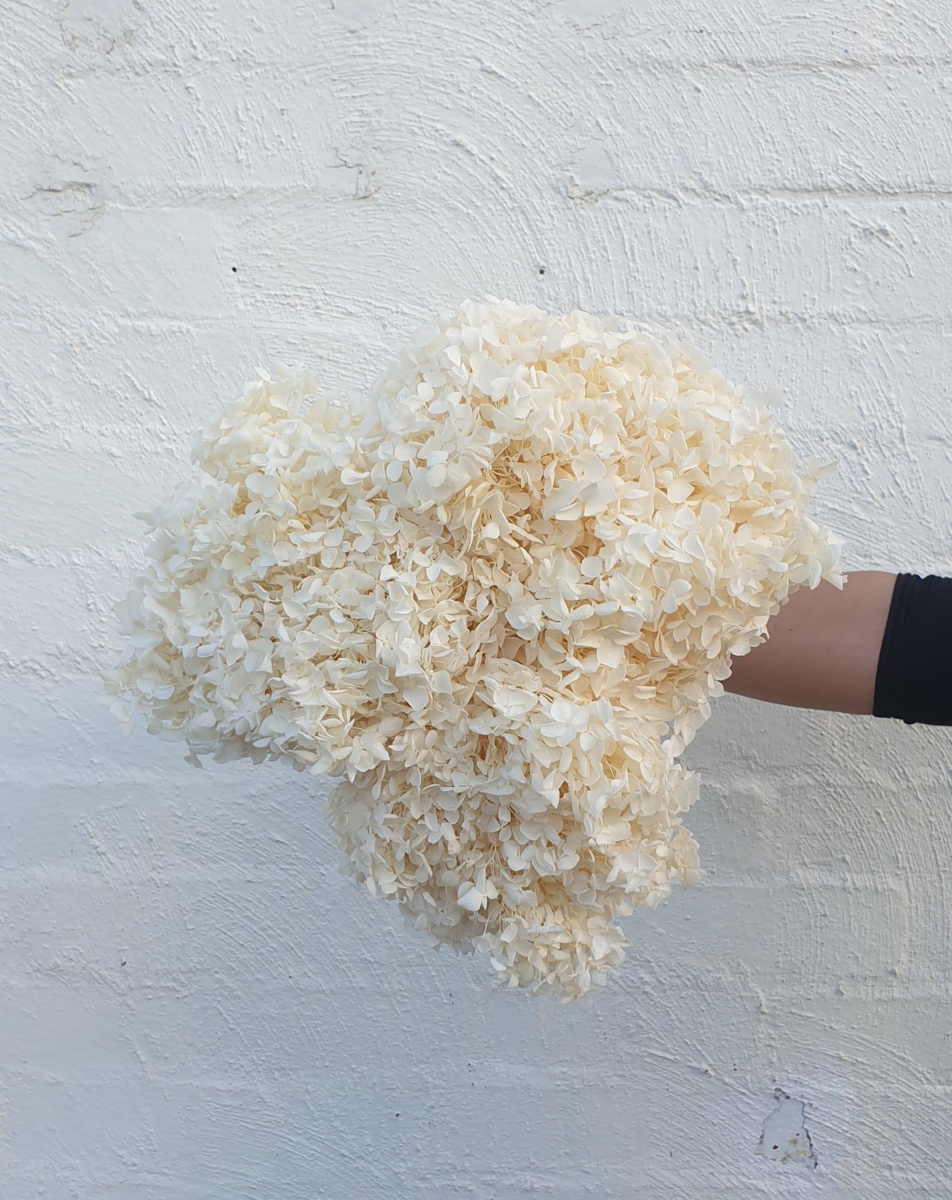 Preserved White Hydrangea Grown Florists