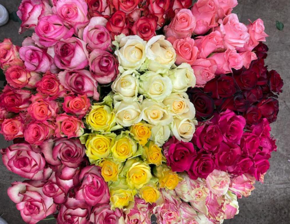 Tall 60cm roses – Grown Florists